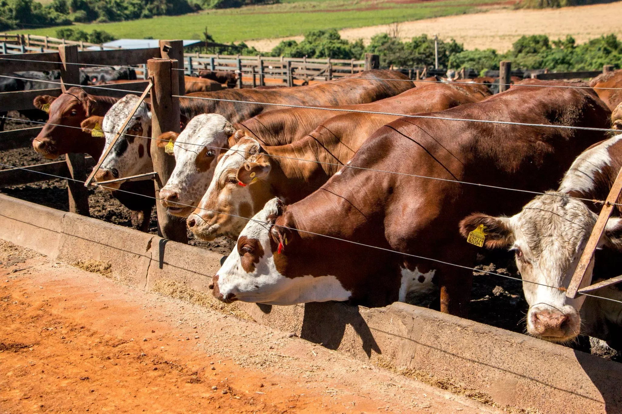 Bovine upcycling: cattle transform non-edible resources into high-value ...