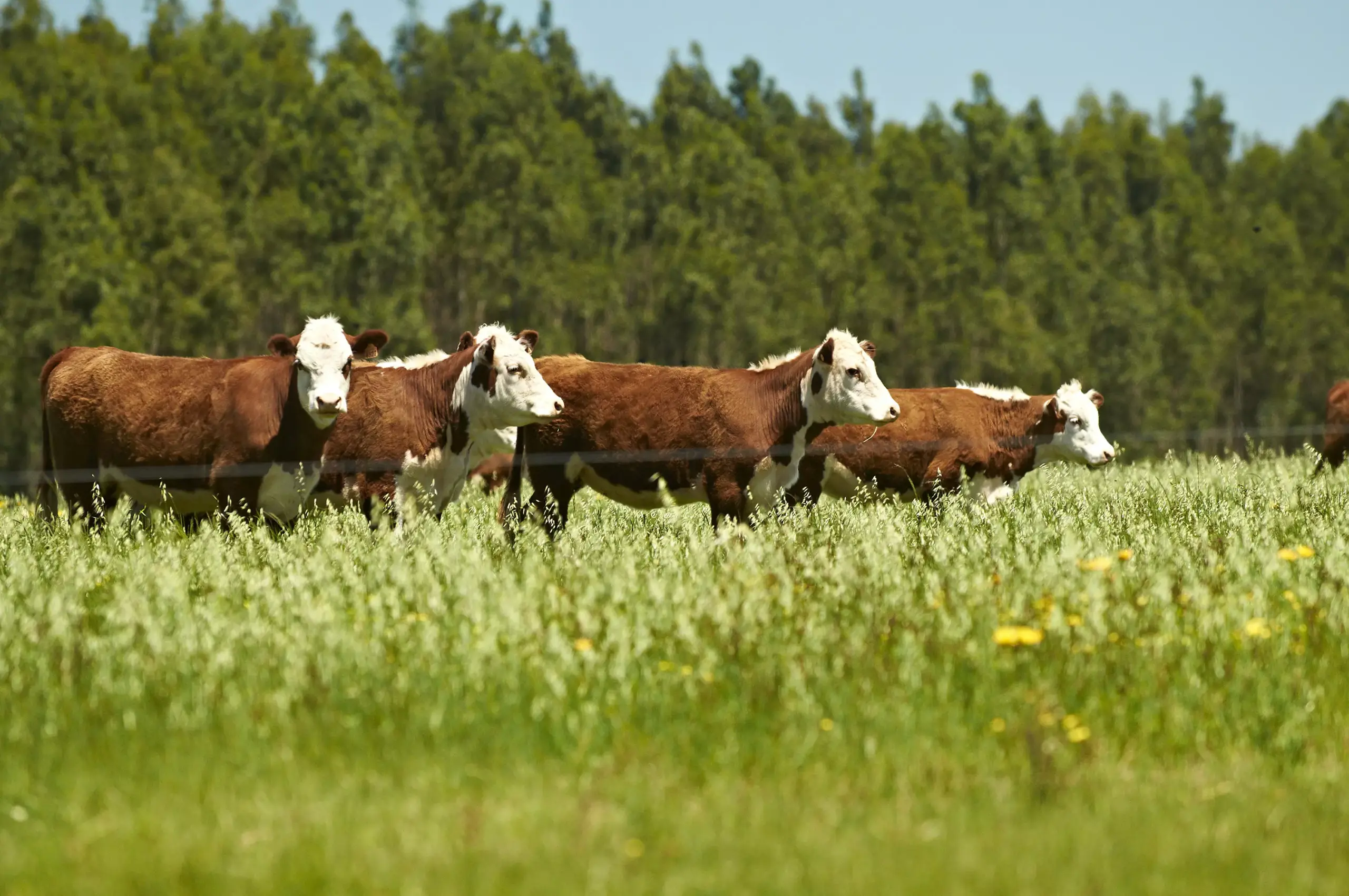 Sustainability begins in the pasture: how Brazilian cattle ranching is ...